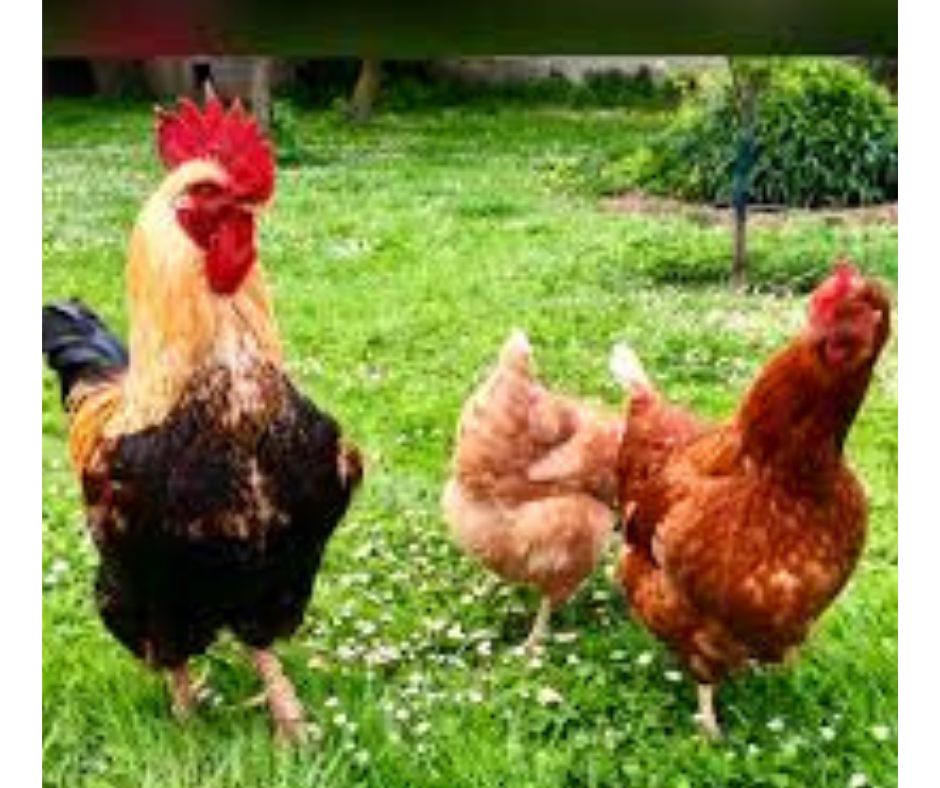 Rooster And The Hen – Perkinz New Zealand - EB Engineering