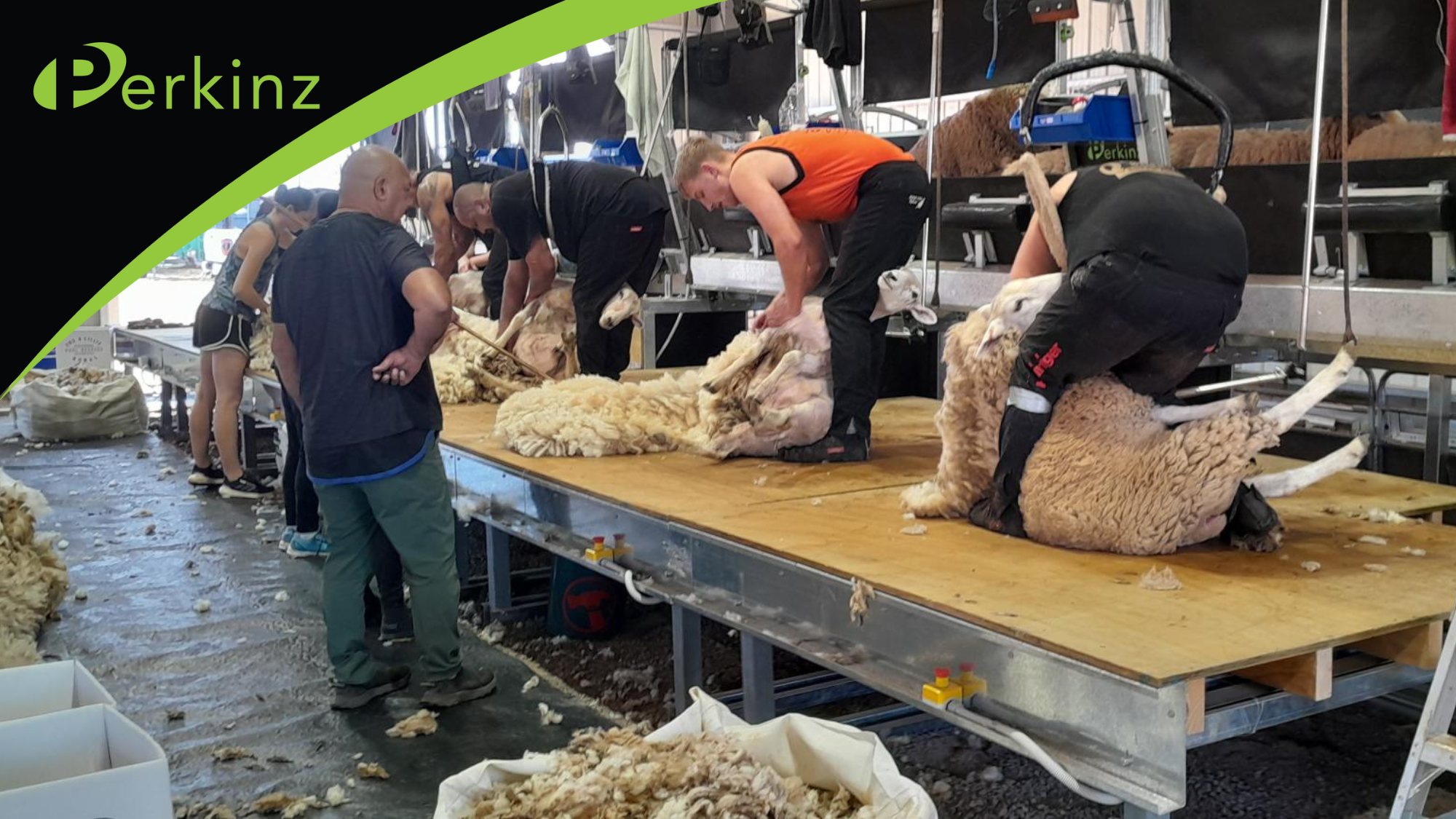 Sheep Shearing Woolshed – Perkinz New Zealand - EB Engineering