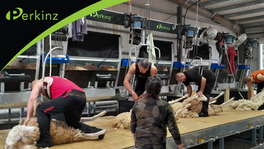 Sheep Shearing Systems. Crutching Trailers, Sheephandlers, Jetters and ...