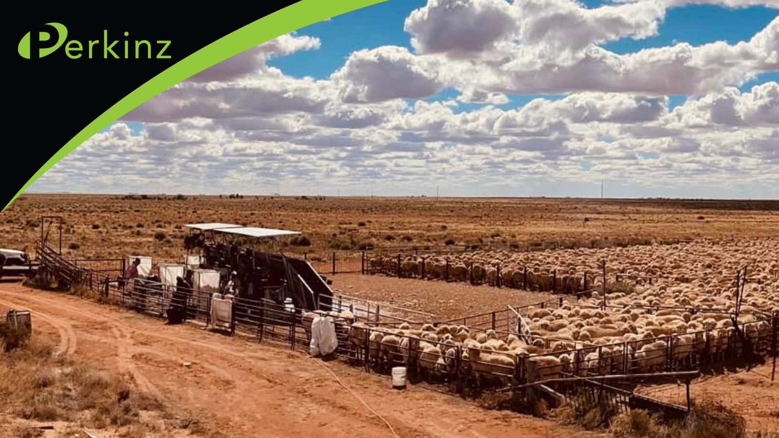 Sheep Crutching Trailers – Perkinz New Zealand - EB Engineering